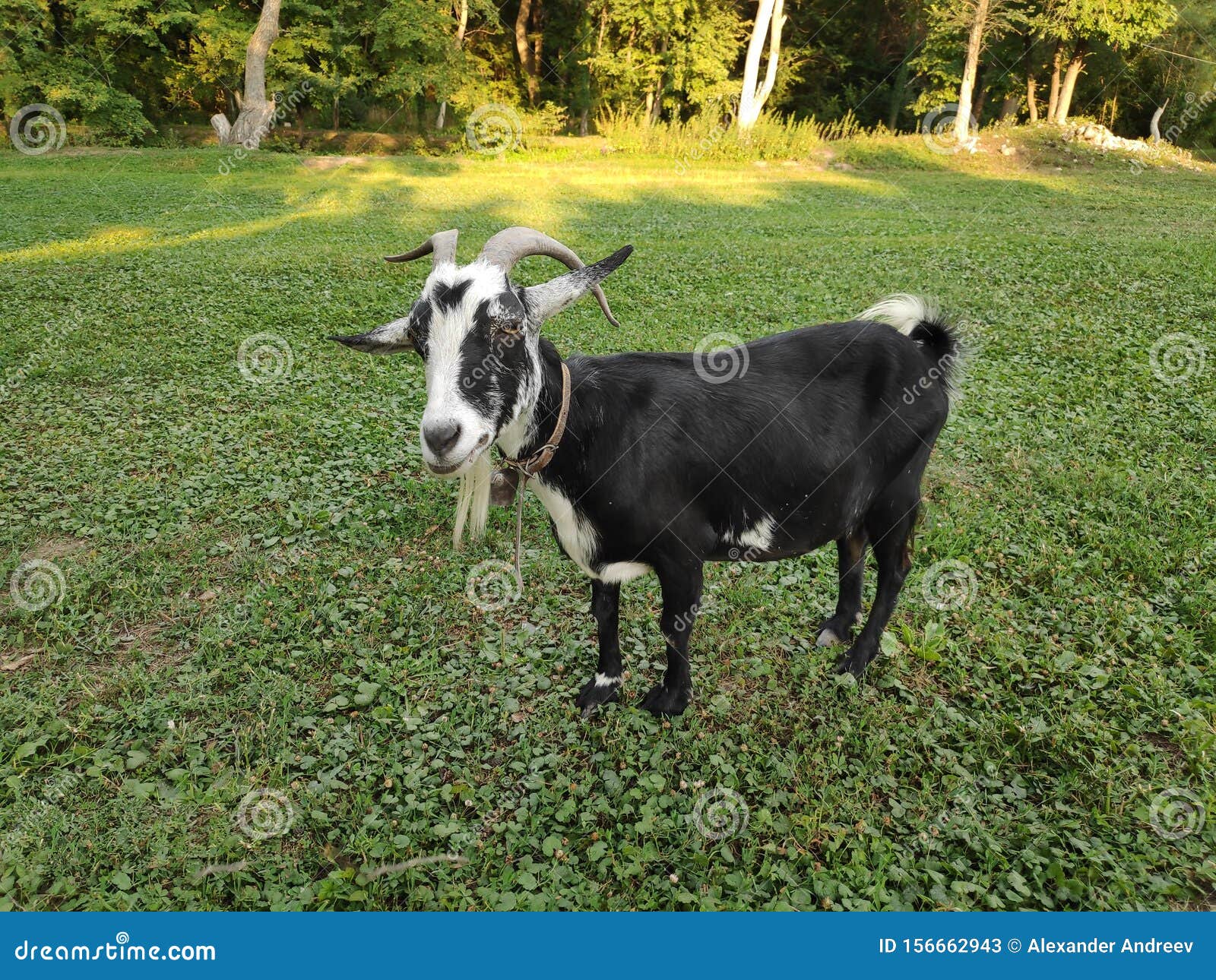 Goat from a Different Angle Stock Image - Image of goat, angle: 156662943