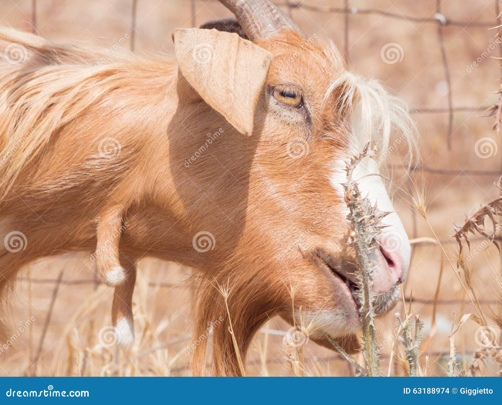 Goat Disheveled in Campaign Stock Photo - Image of goat, rural: 63188974