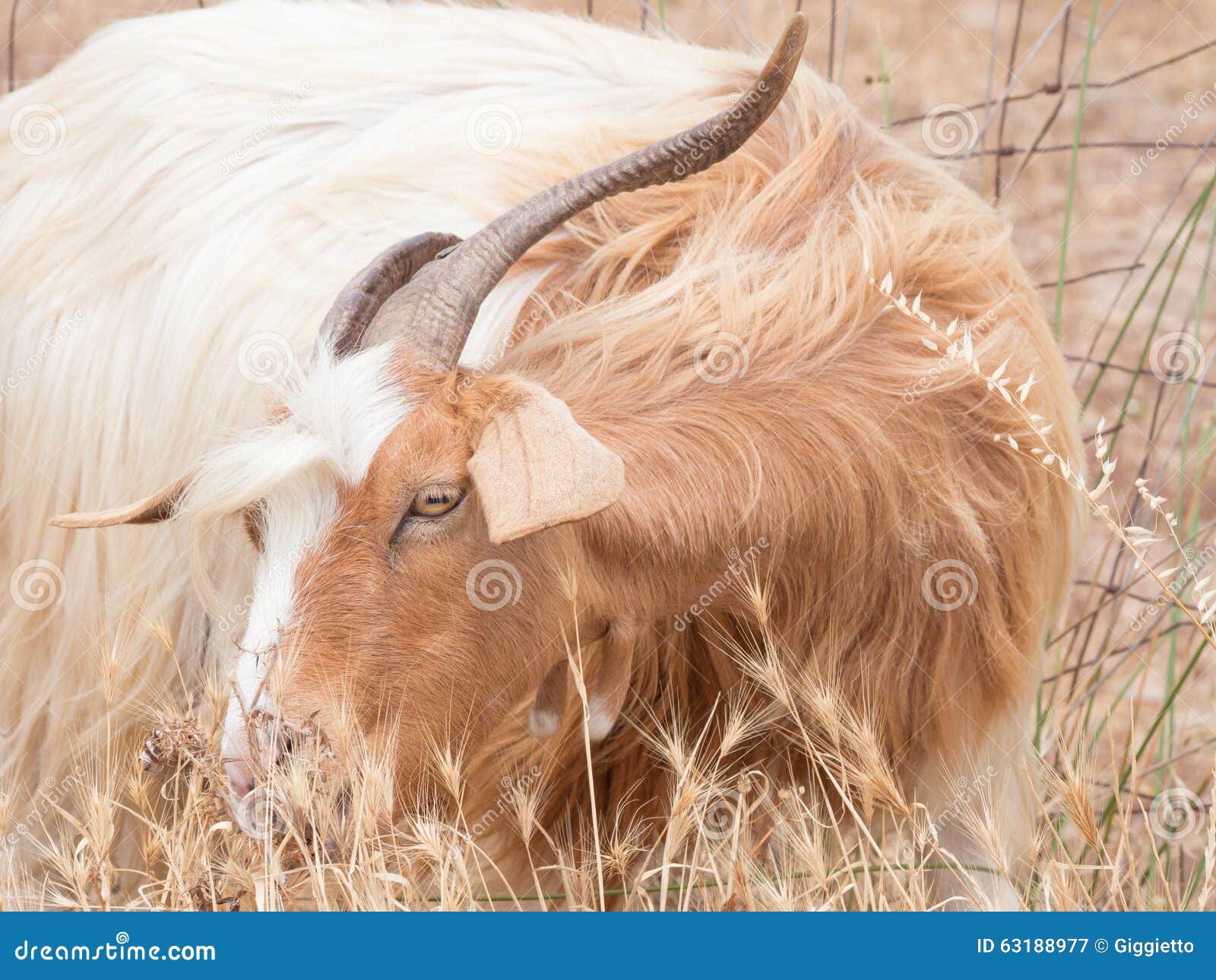 Goat Disheveled in Campaign Stock Image - Image of animal, rural: 63188977