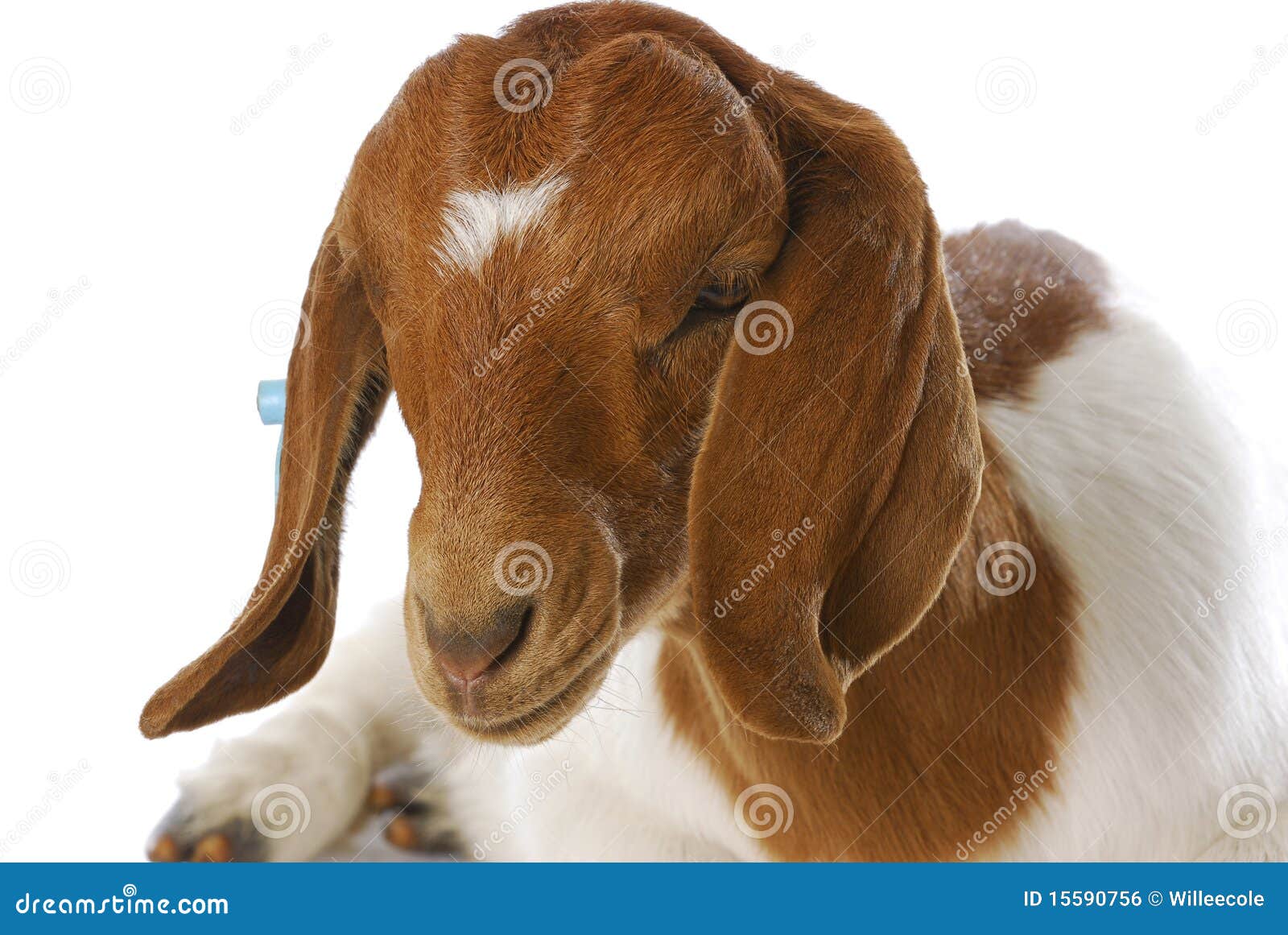 Goat doeling stock photo. Image of chevron, female, hoof - 15590756