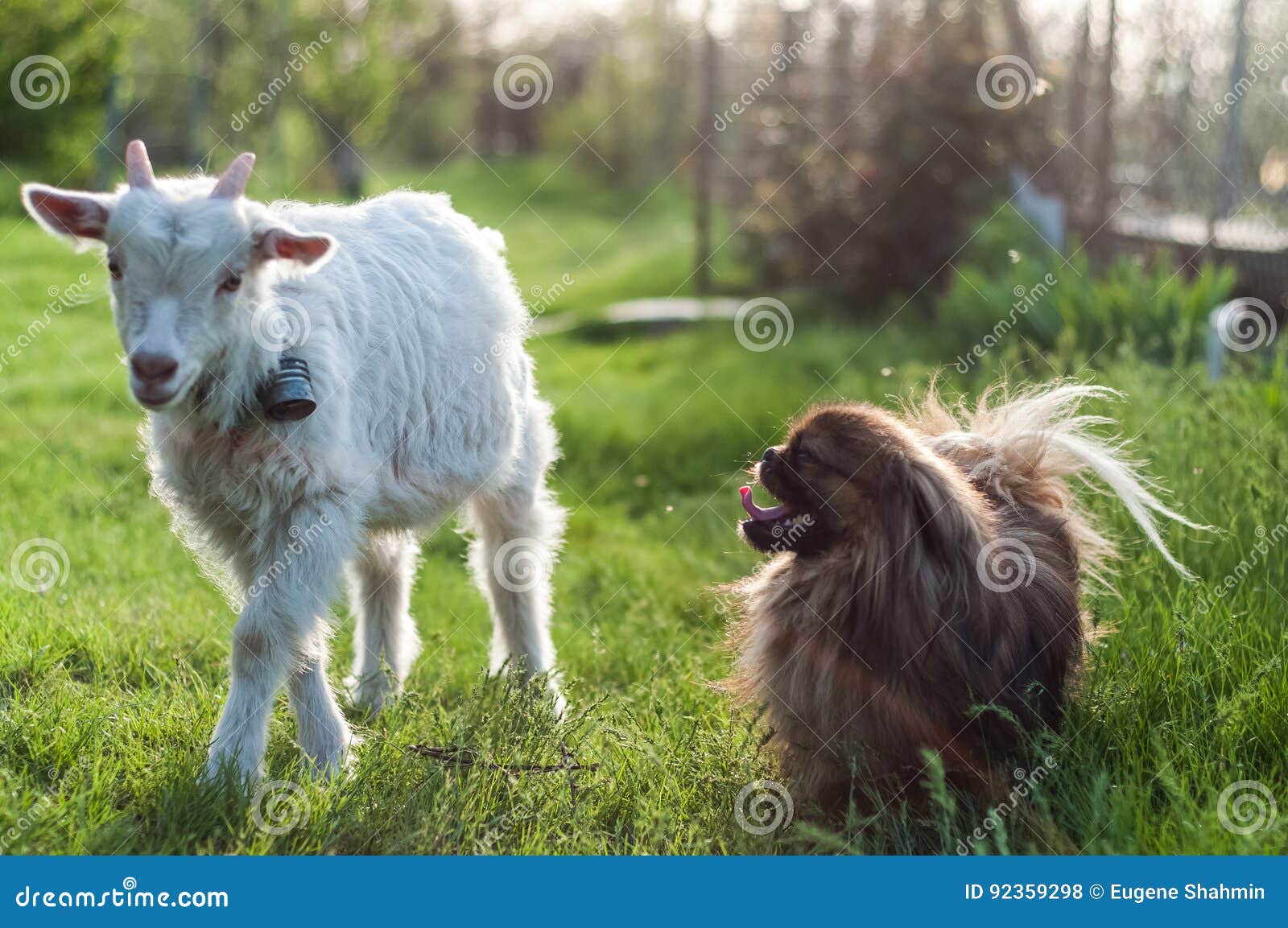 Goat with dog stock photo. Image of playing, pekingese - 92359298