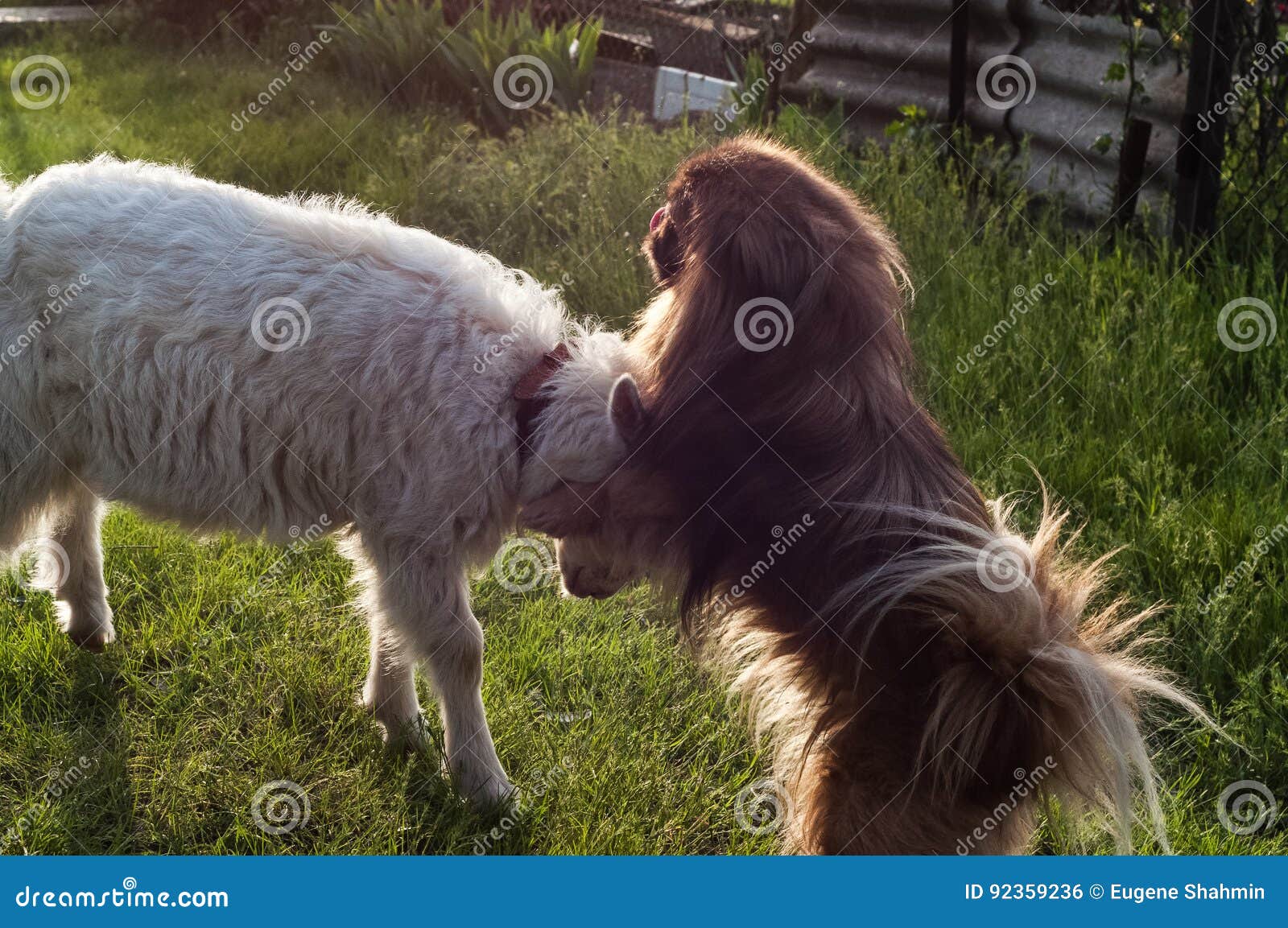 Goat with dog stock photo. Image of young, hairy, friends - 92359236
