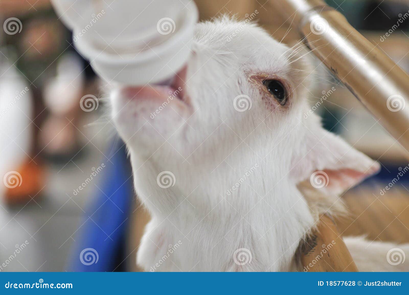 Goat drink milk stock photo. Image of group, head, goatee - 18577628