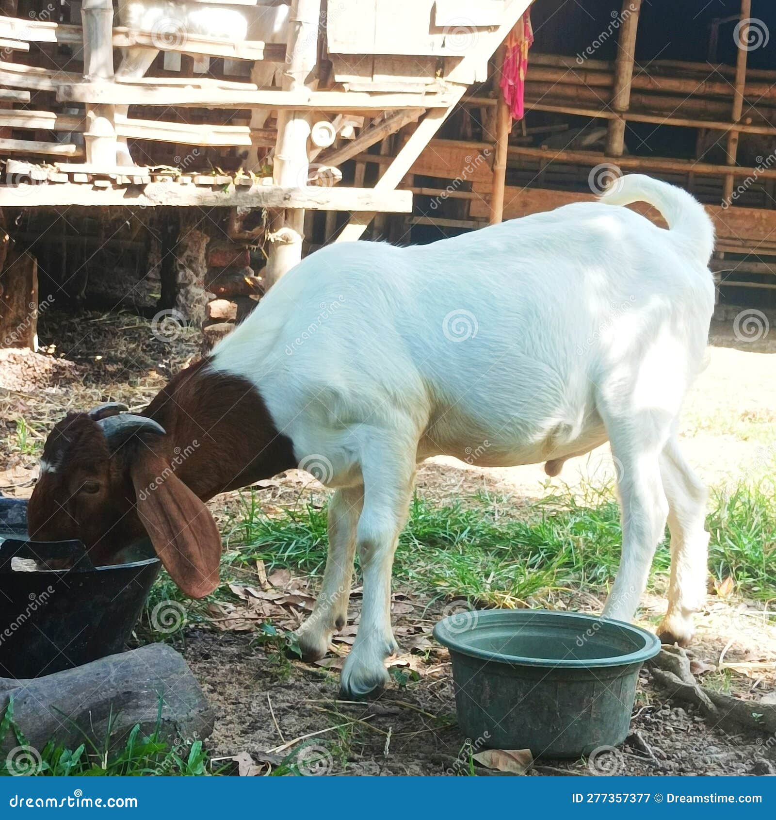 Goat is drinking photo stock image. Image of breeder - 277357377