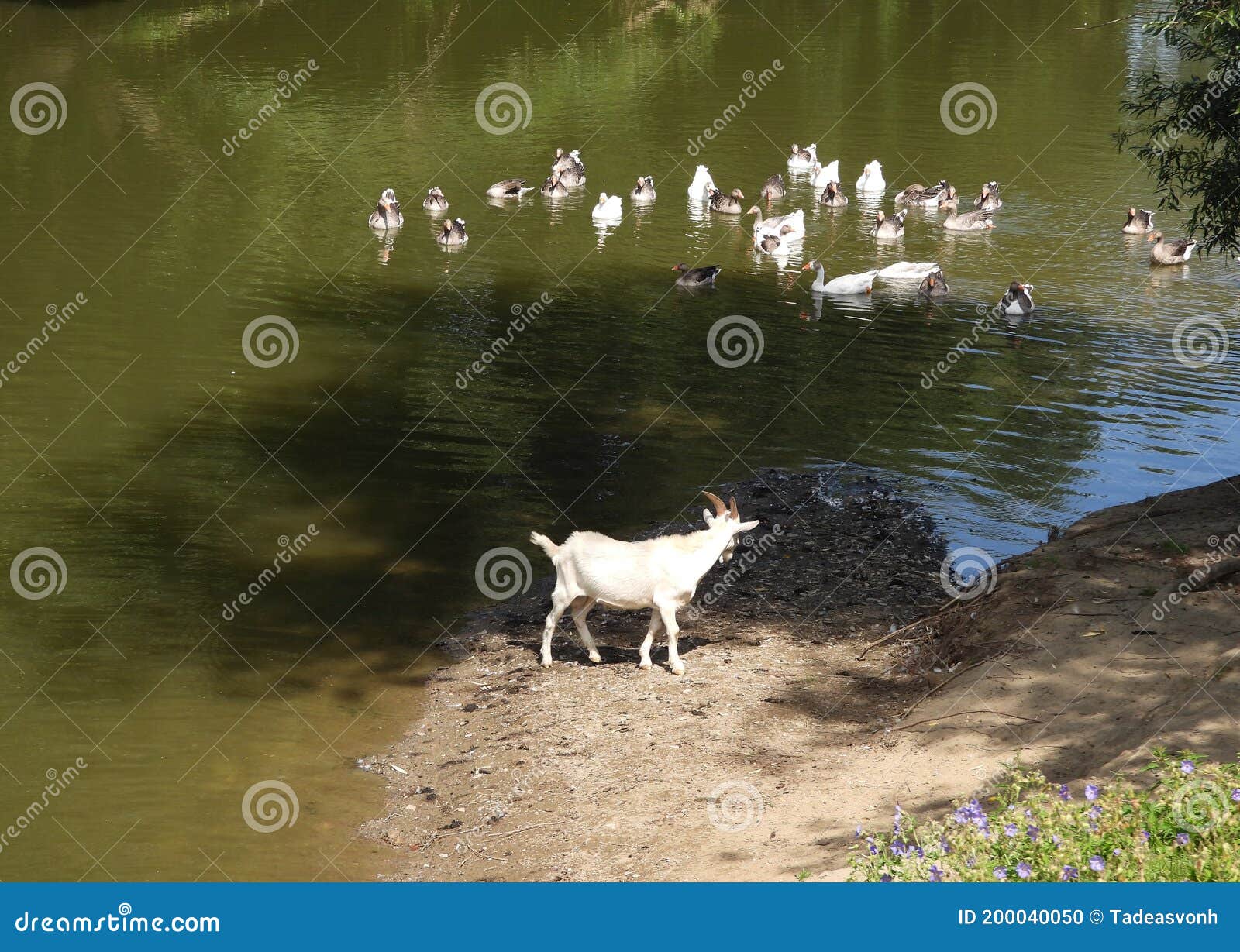 Goat Drinking from River after Feeding 3 Stock Photo - Image of beak ...