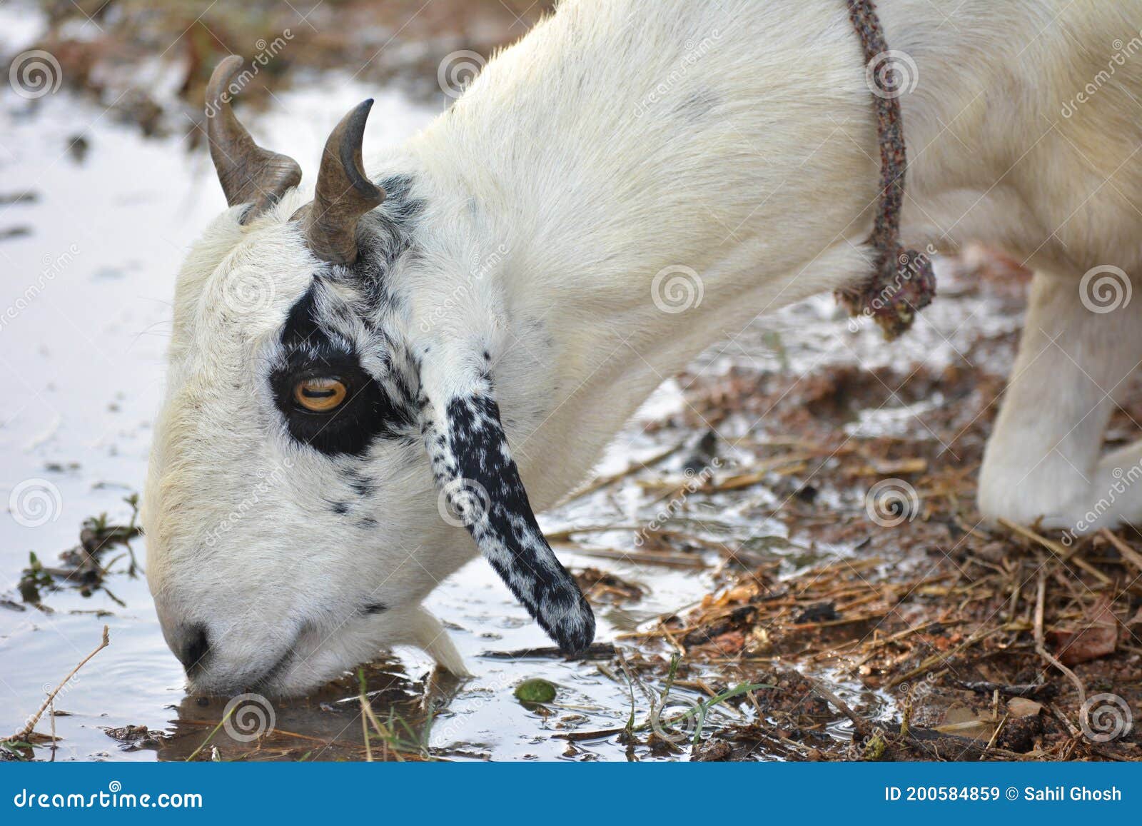 Goat Drinks Water on the Farm. Stock Image - Image of milk, closeup ...