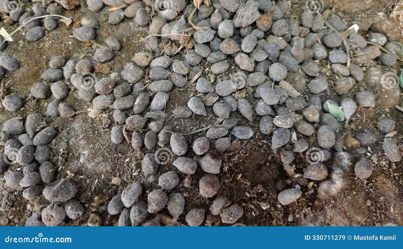 Goat Droppings that are Above the Ground Stock Image - Image of ...