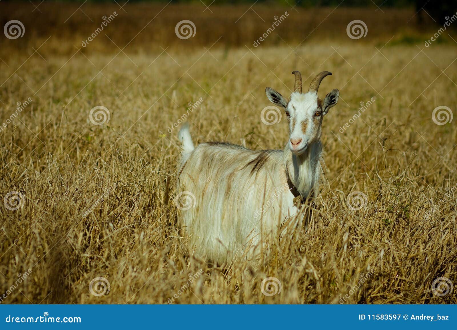 Goat in the dry grass stock image. Image of pasture, wildlife - 11583597