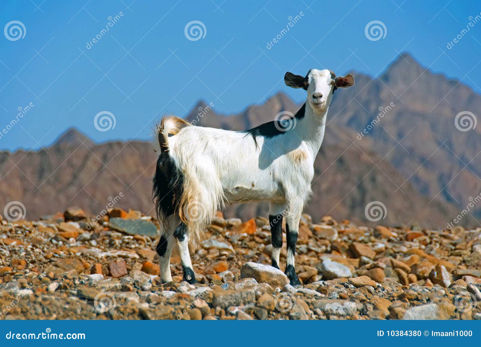 Goat the Dubai Desert stock photo. Image of dubai, goat - 10384380
