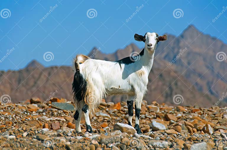Goat the Dubai Desert stock photo. Image of dubai, landscape - 10384380