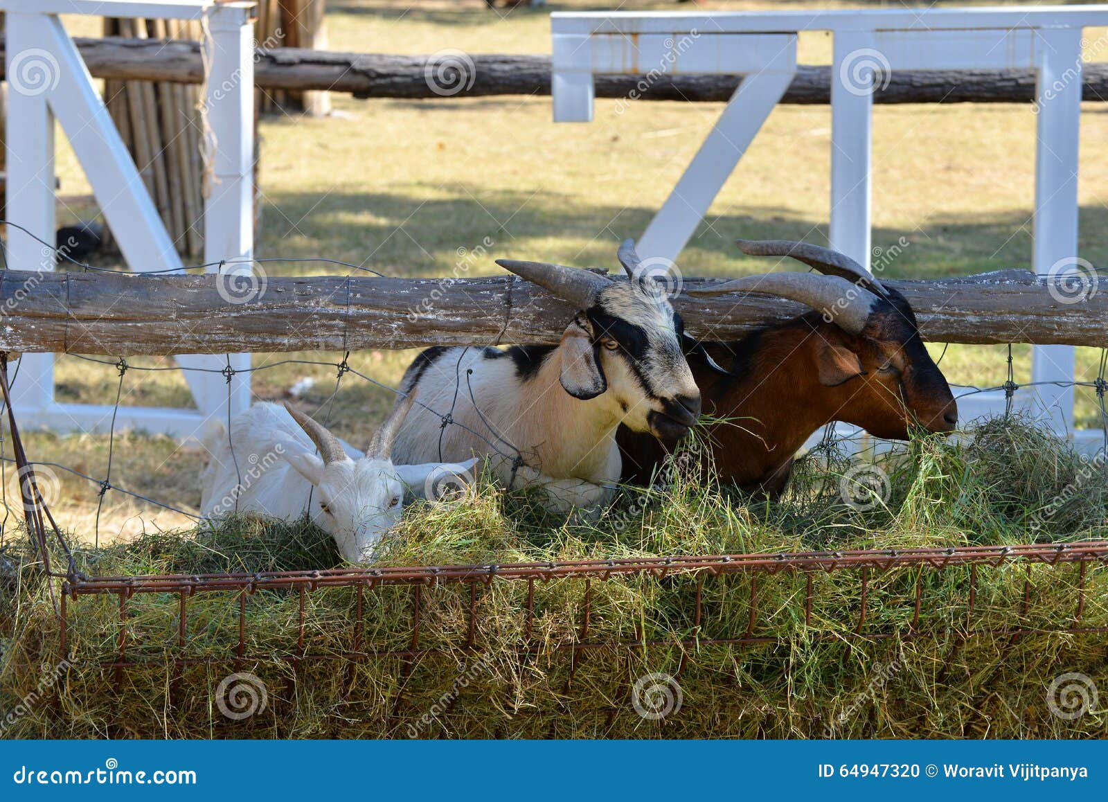 Goat eat stock photo. Image of green, food, goat, feeding - 64947320