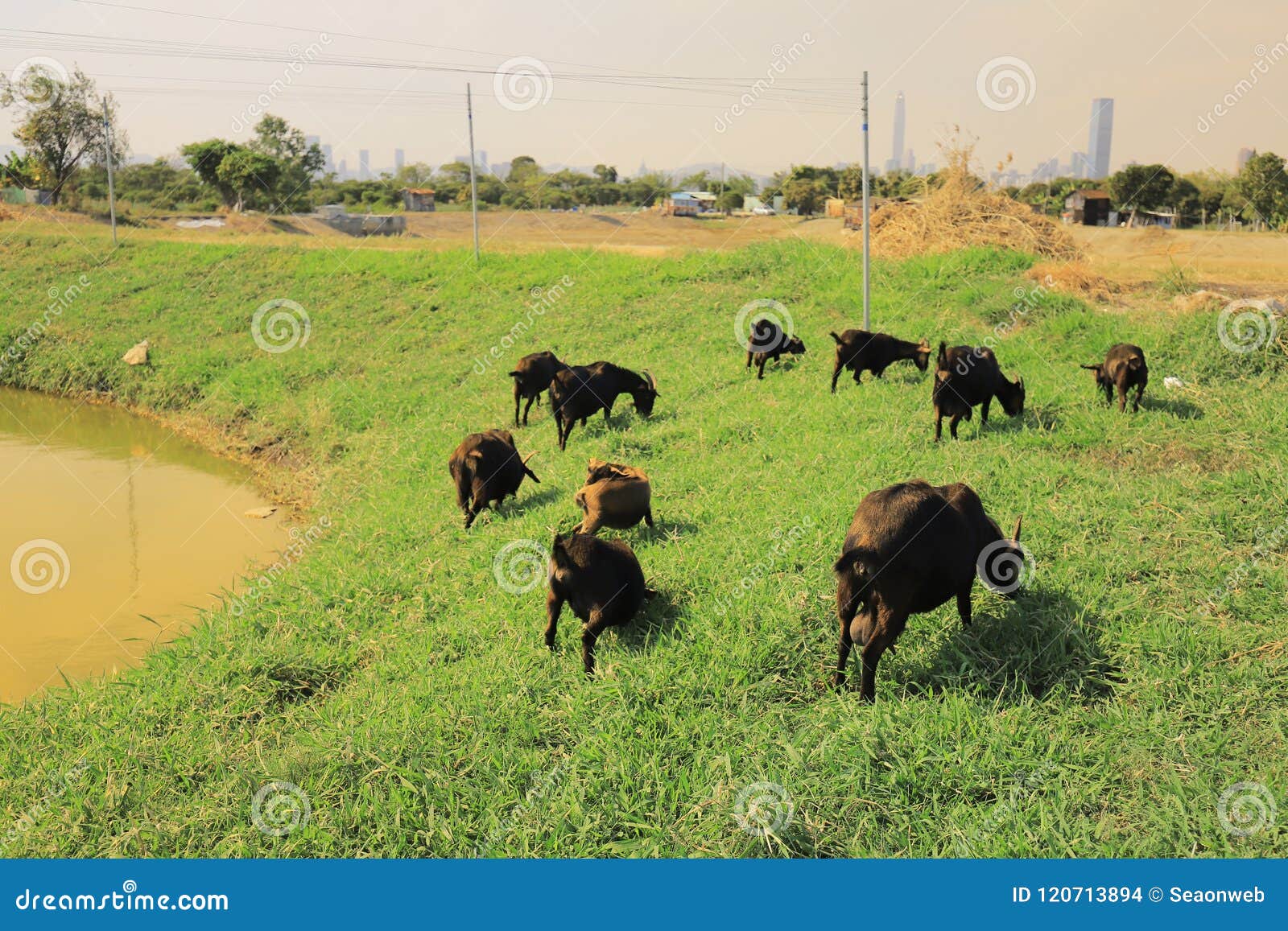 A Goat Eat Grass at Tai Sang Wai Stock Photo - Image of herbivore ...