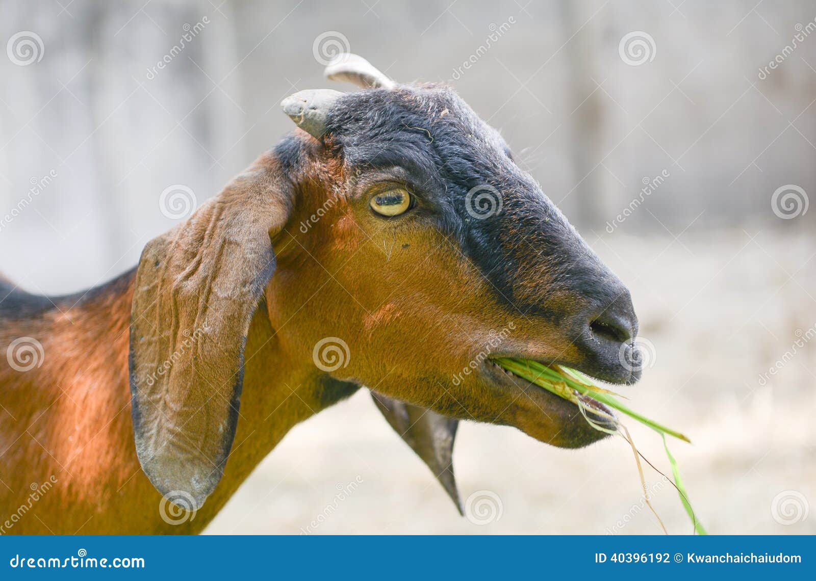 Goat eat grass stock photo. Image of portrait, young - 40396192