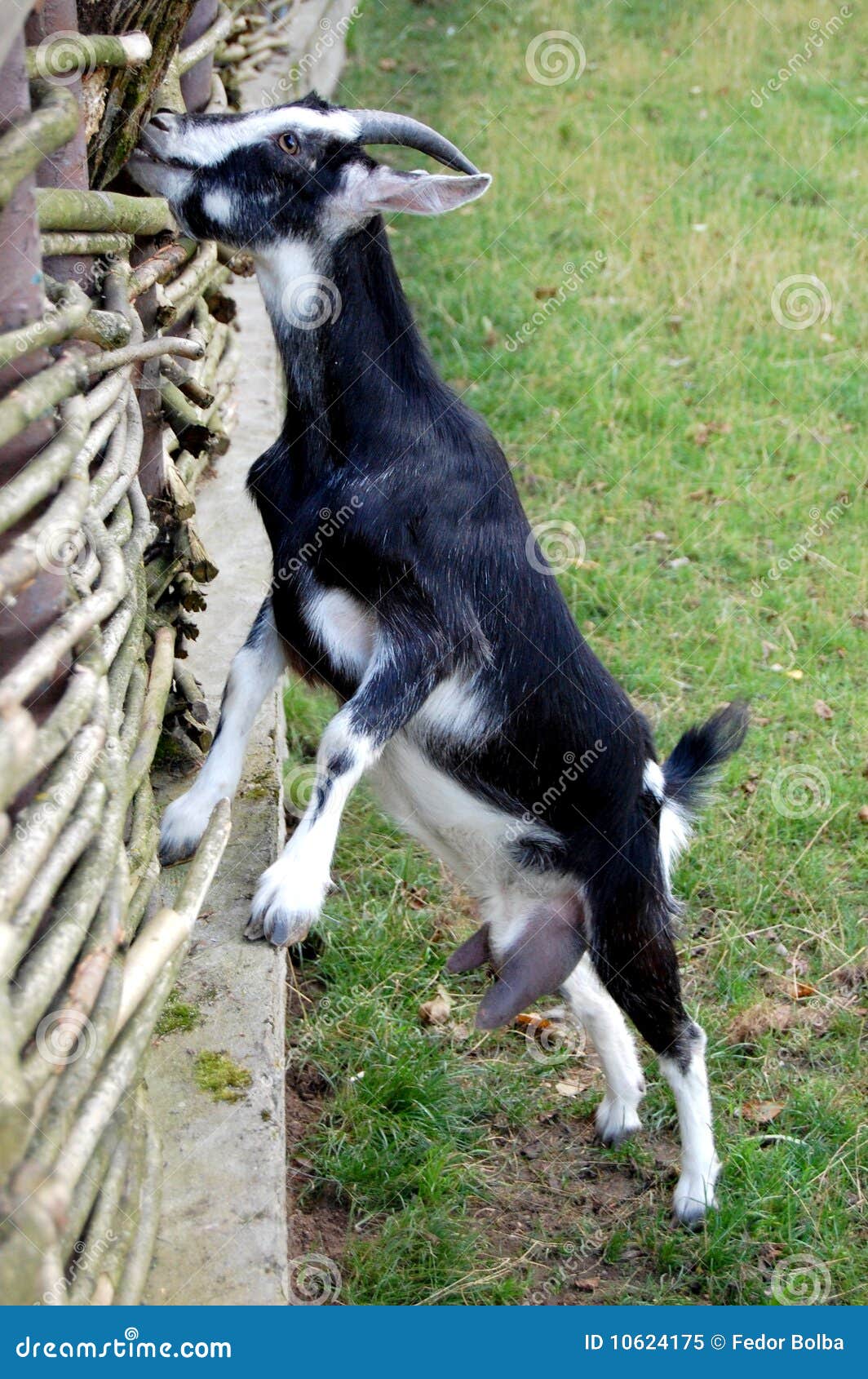 Goat is eating stock image. Image of barnyard, pose, horn - 10624175