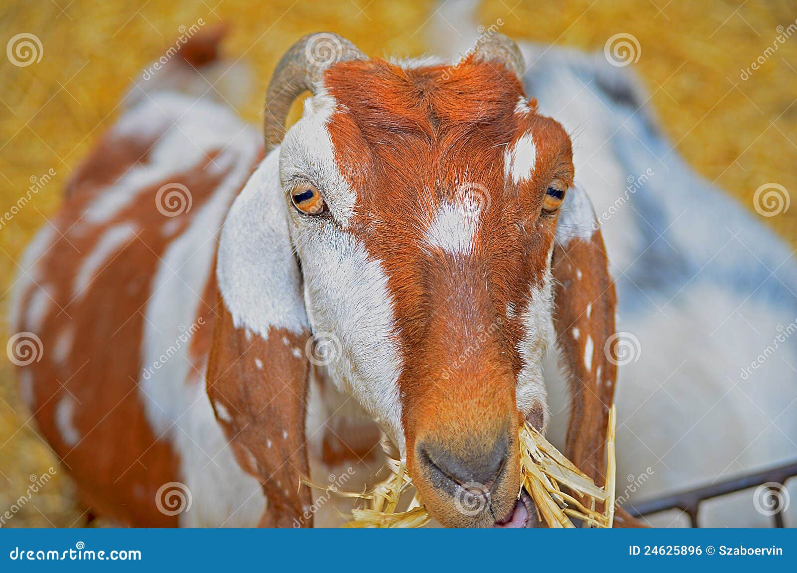 Goat Eating stock photo. Image of brown, livestock, cute - 24625896