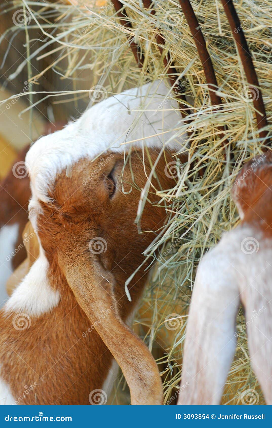 Goat Eating stock photo. Image of brown, hairy, capricorn - 3093854