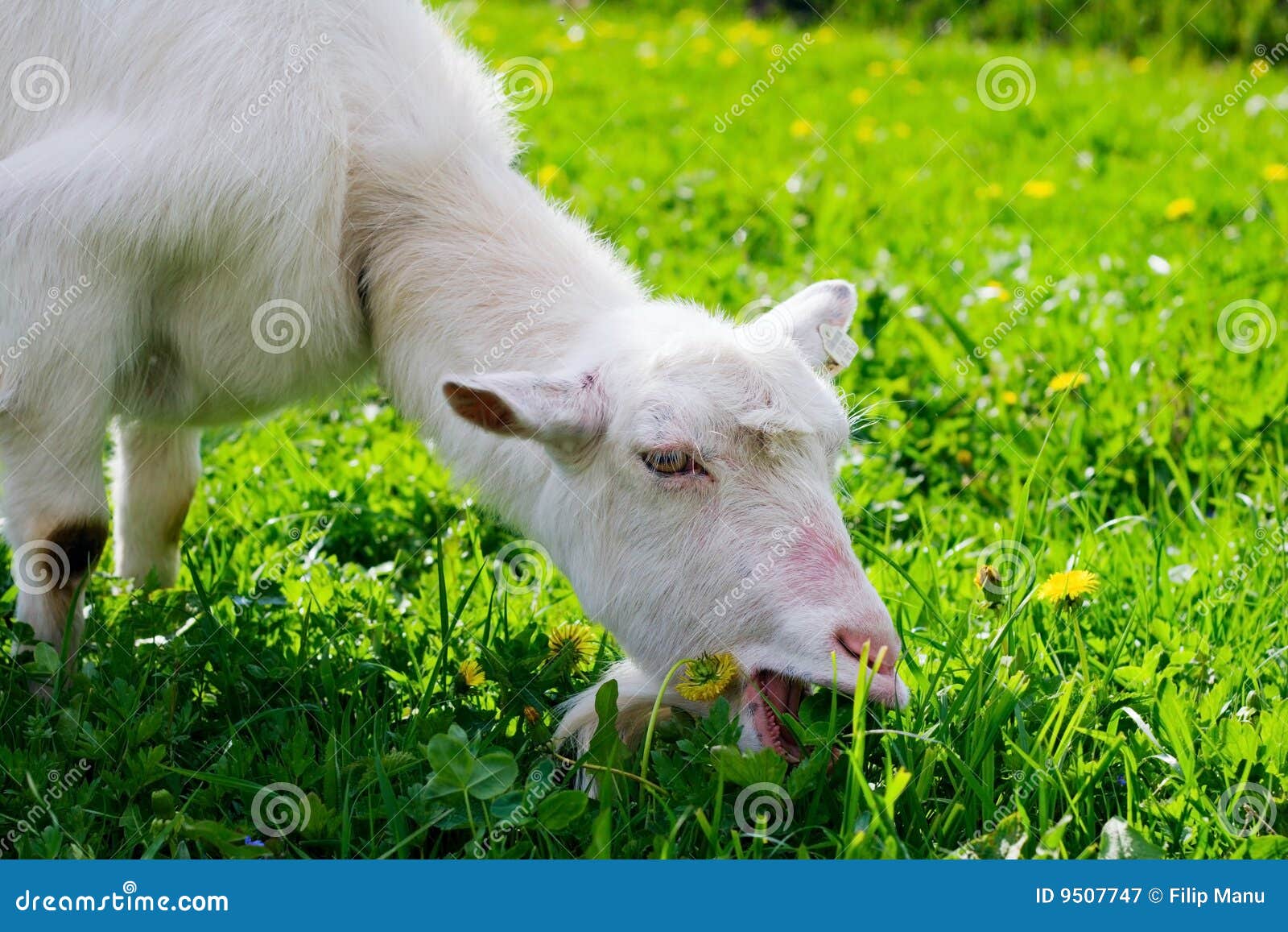 Goat eating stock image. Image of summer, field, happy - 9507747