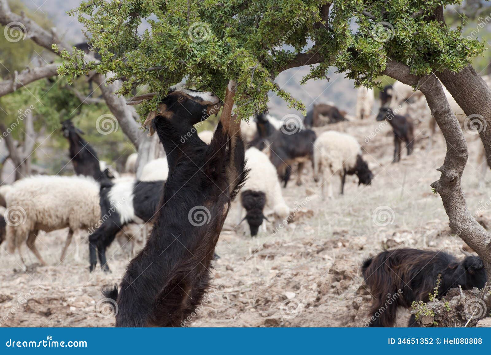 Goat Eating Argan Nuts in Morocco Stock Photo - Image of nuts, horns ...