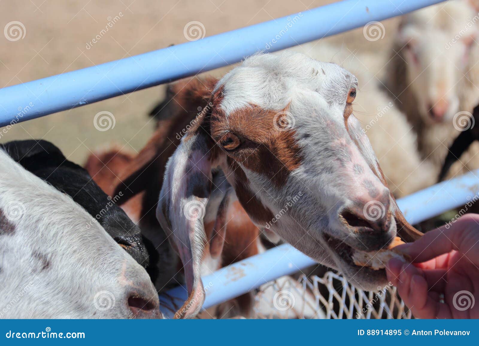 Goat stock image. Image of goat, food, farming, animal - 88914895