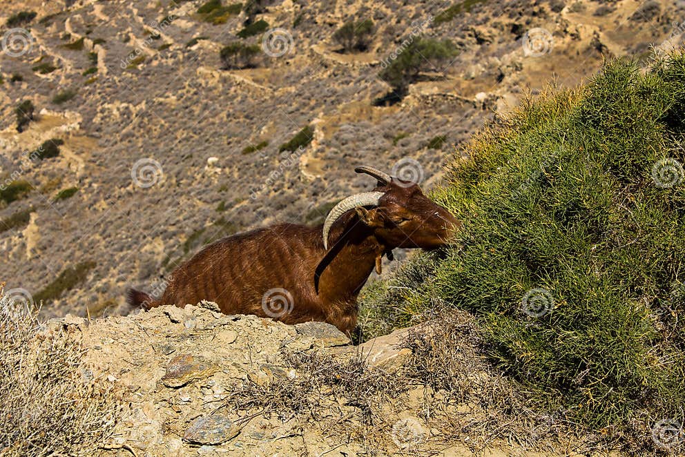 Goat stock photo. Image of bush, goat, island, brown - 138800988