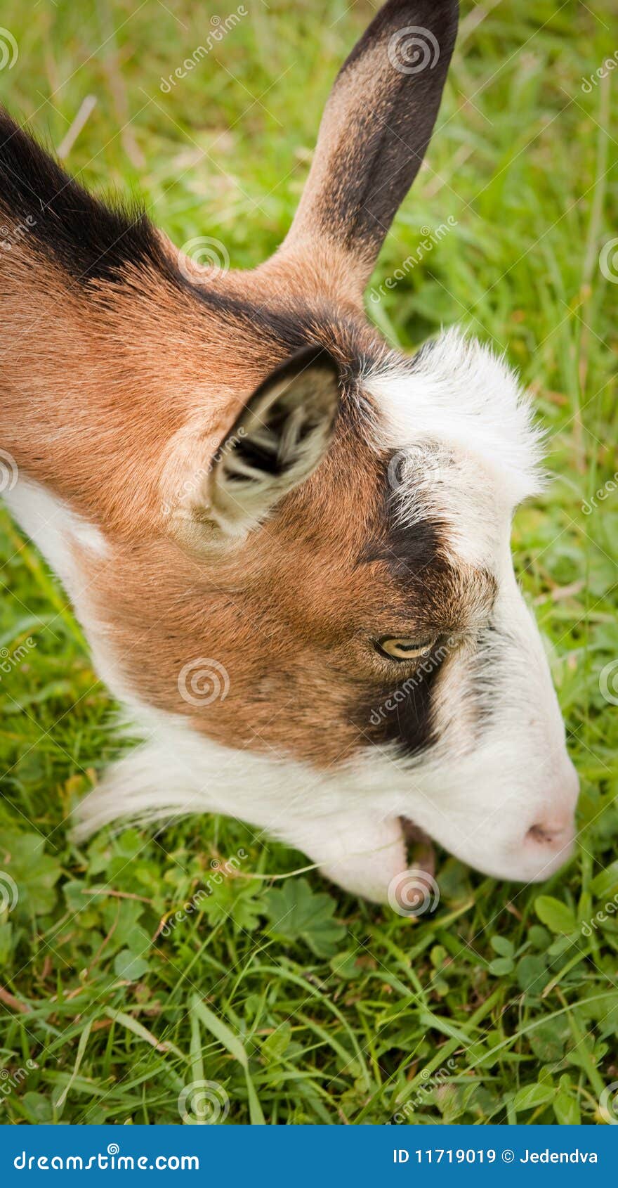 Goat eating grass stock image. Image of goat, cattle - 11719019