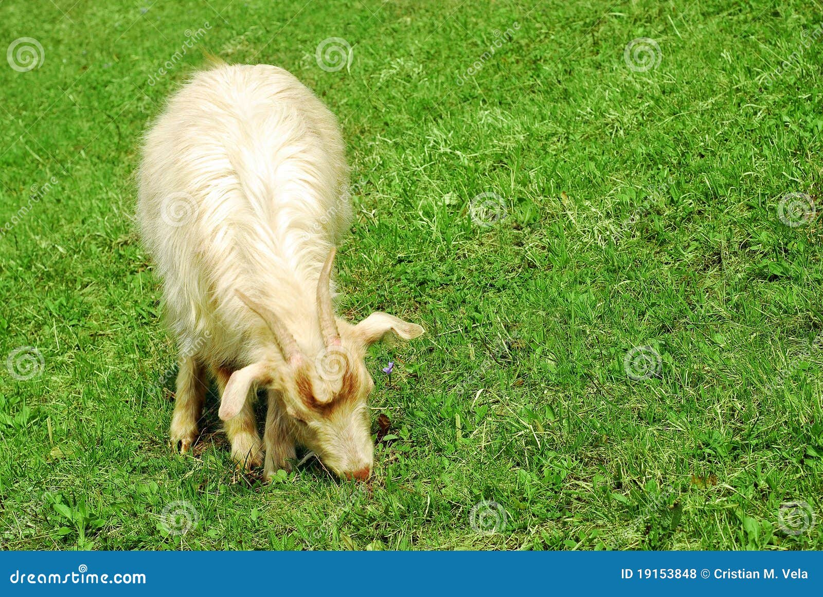 Goat eating grass stock photo. Image of green, summer - 19153848