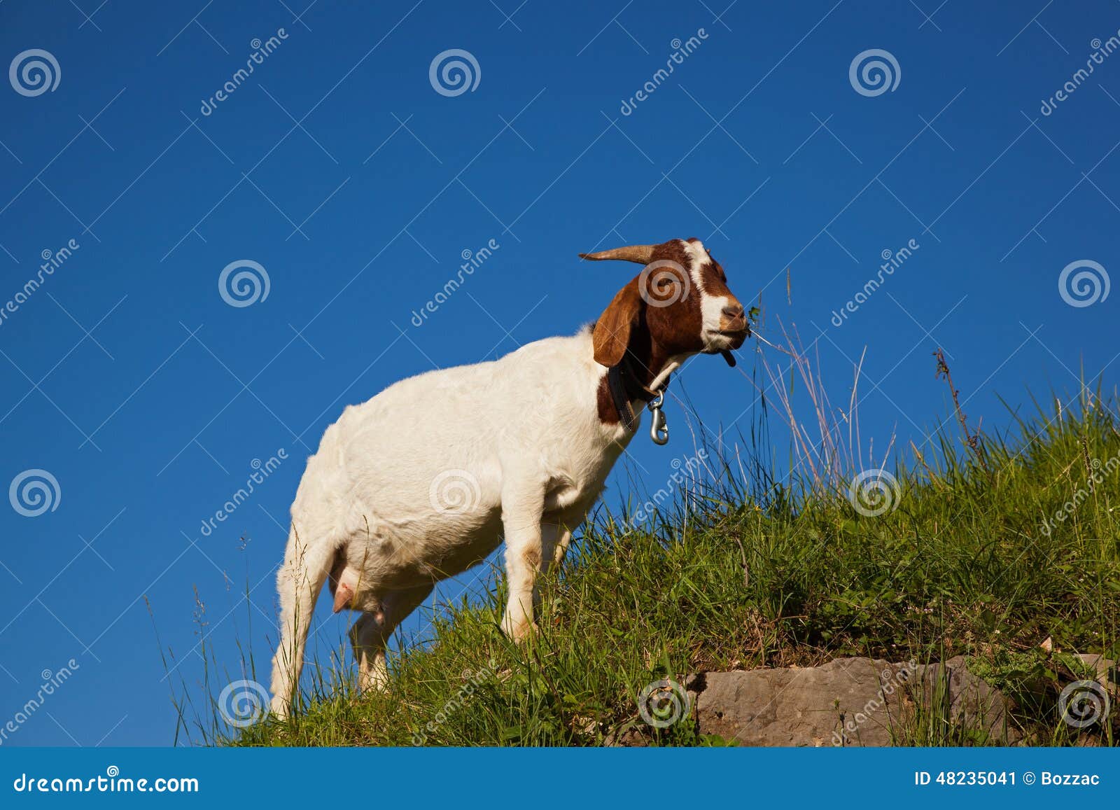 Goat eating grass stock image. Image of feed, grazing - 48235041