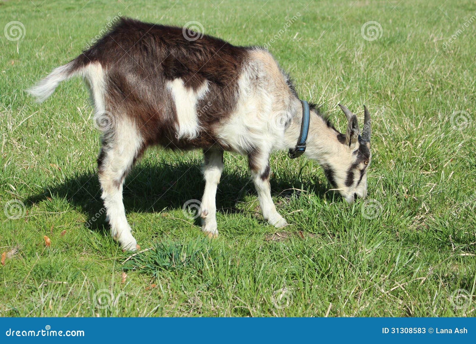 Goat eating grass stock image. Image of fresh, field - 31308583
