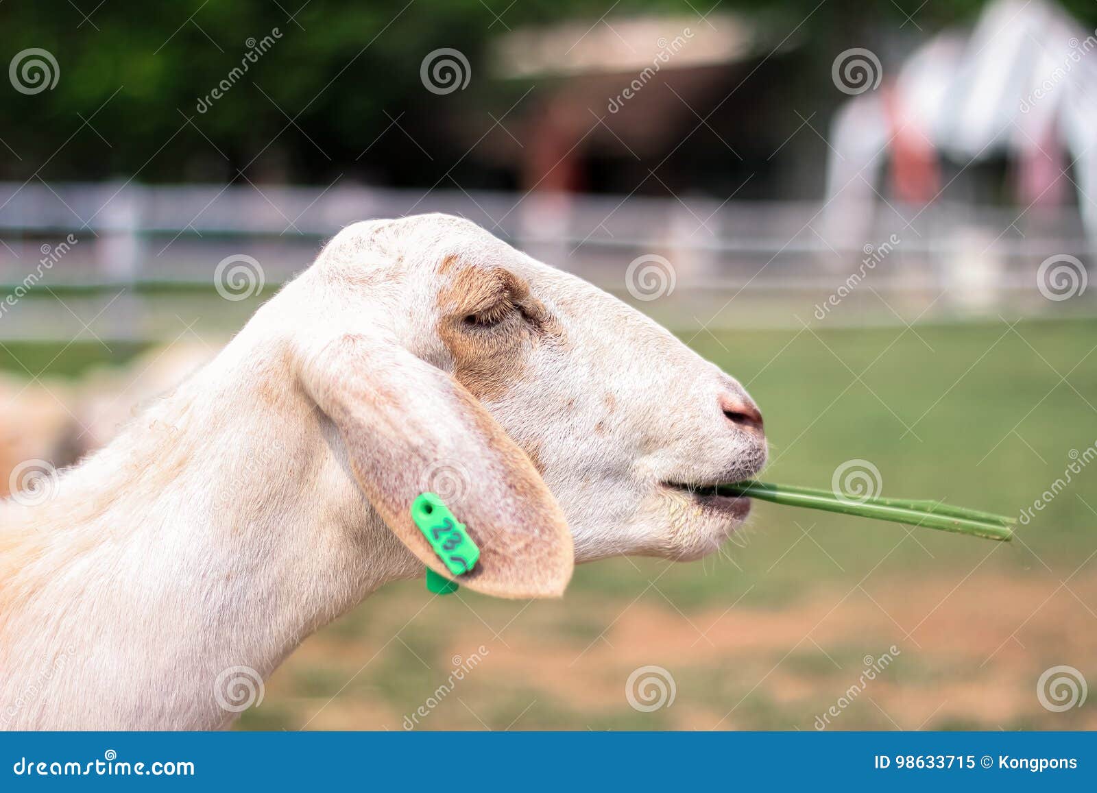 Goat is eating stock image. Image of eating, domestic - 98633715