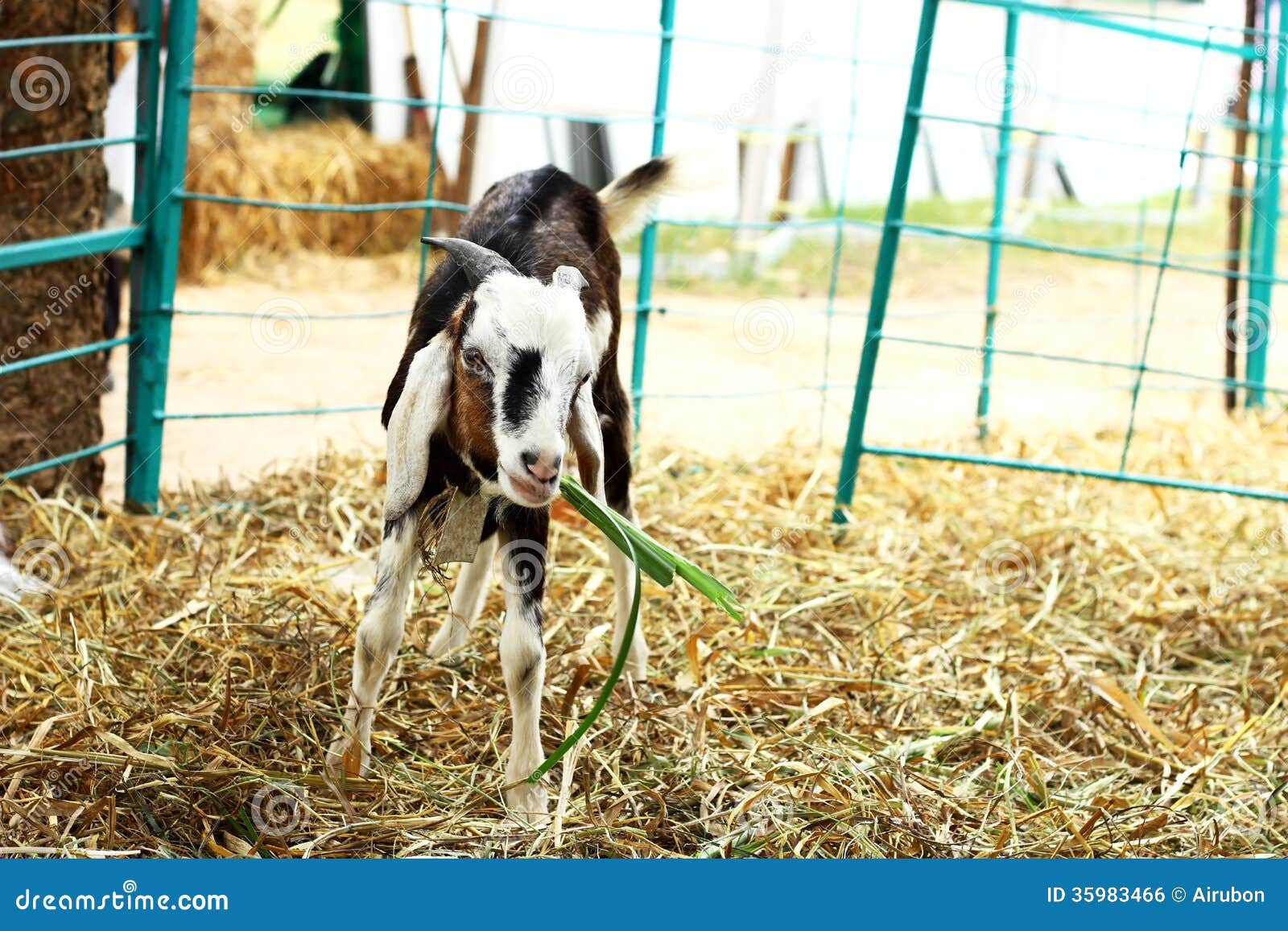Goat eating grass stock photo. Image of nature, eating - 35983466