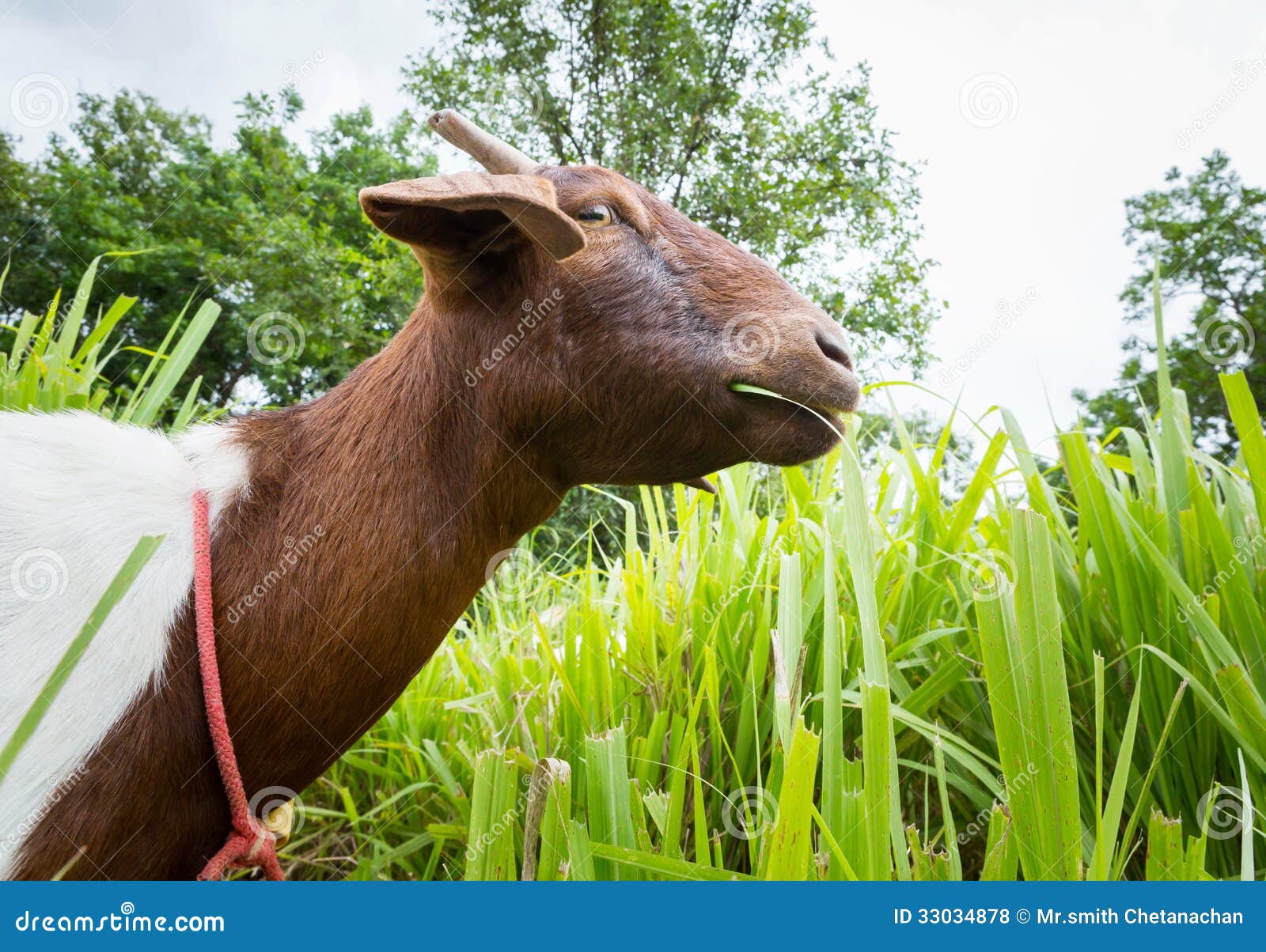 Goat Eating Grass Royalty Free Stock Photos - Image: 33034878