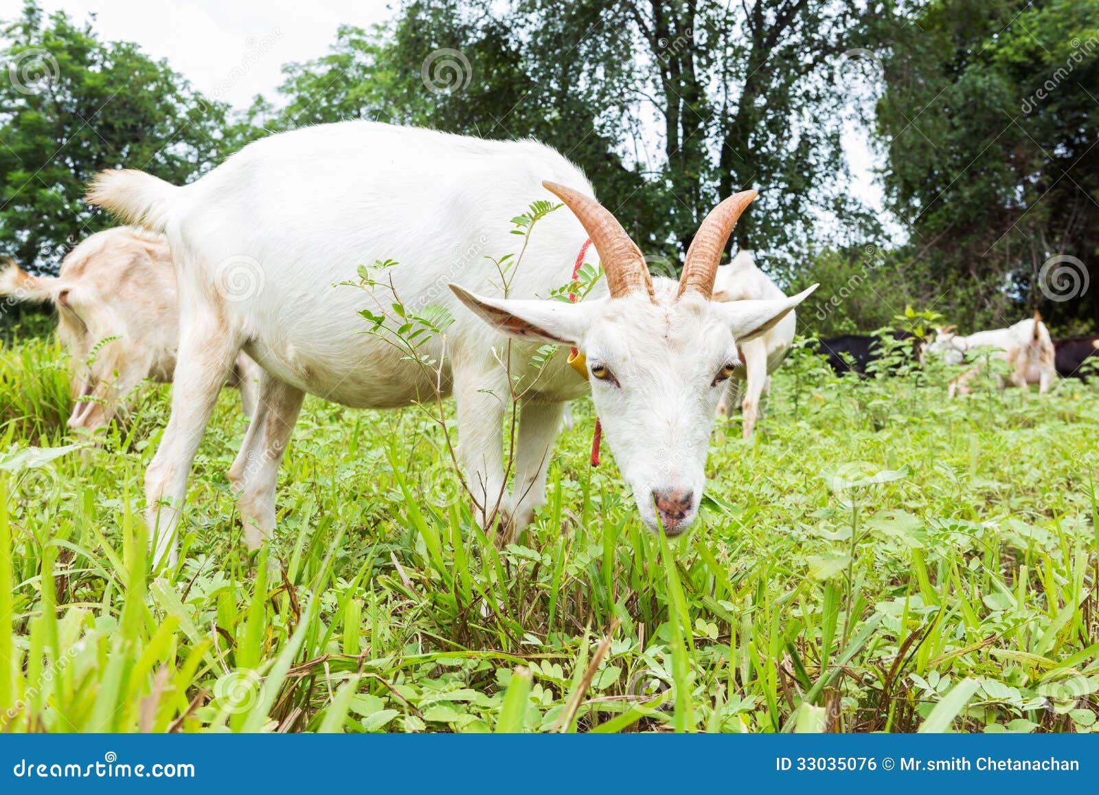 Goat eating grass stock photo. Image of lovely, cute - 33035076