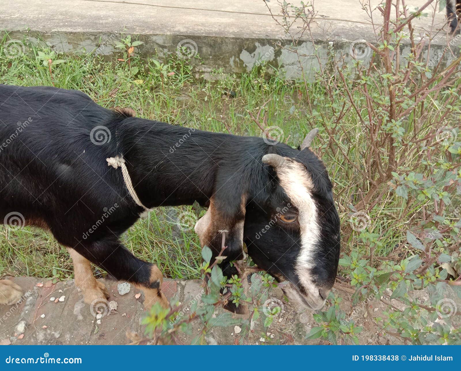 A goat eating the grass stock photo. Image of goat, milk - 198338438
