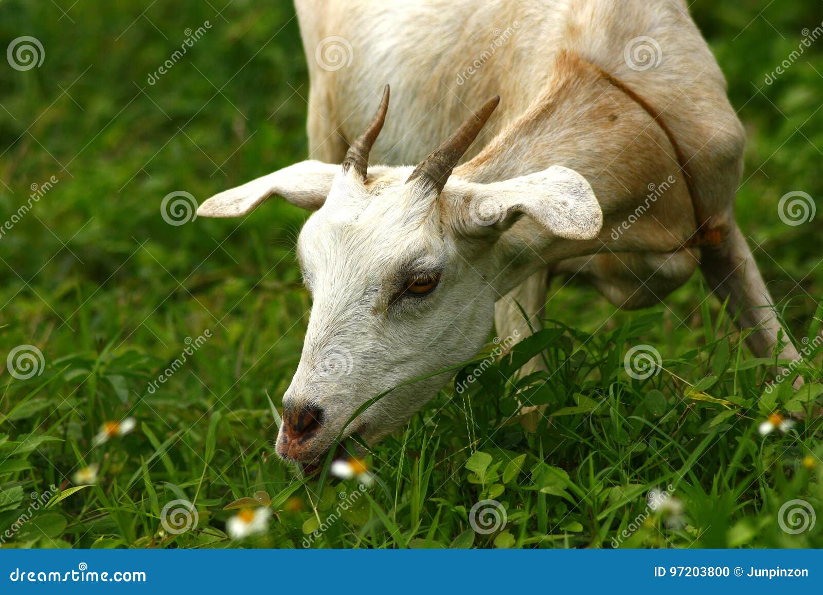 Goat Eating Grass in a Field Stock Photo - Image of goat, beard: 97203800
