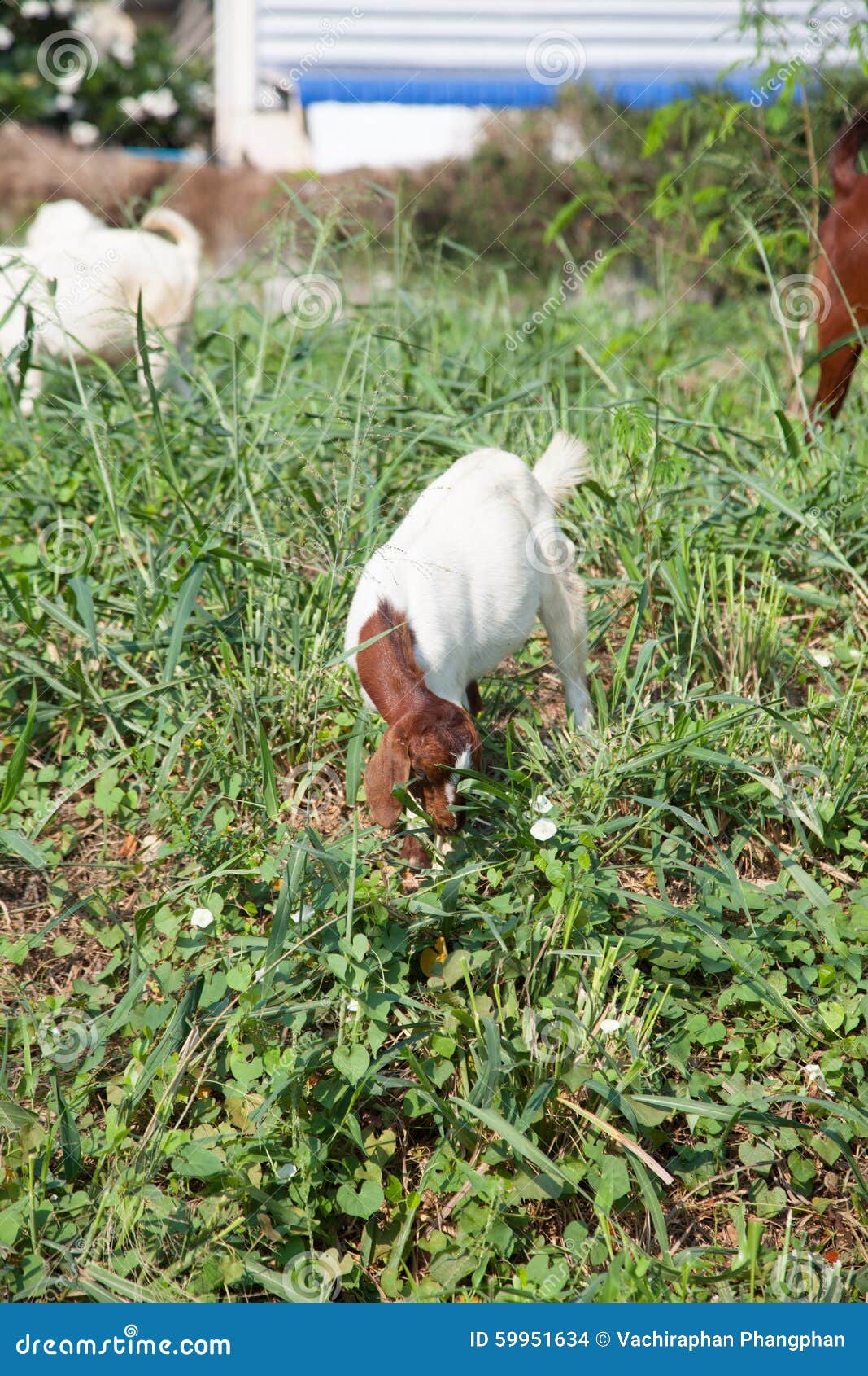 Goat eating grass stock photo. Image of cute, food, white - 59951634