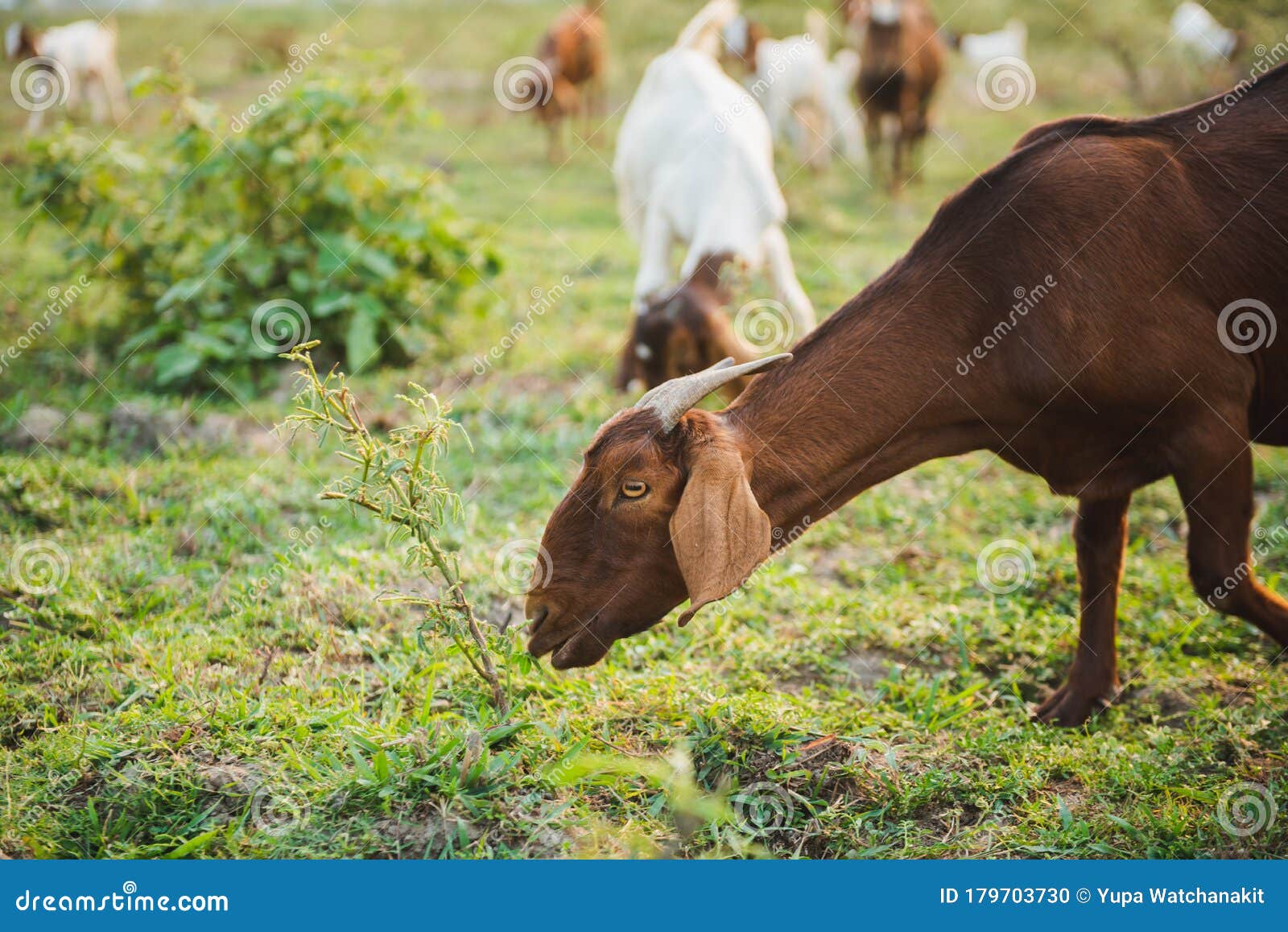 Goat Eating Grass in Meadow Stock Photo - Image of farming, goats ...
