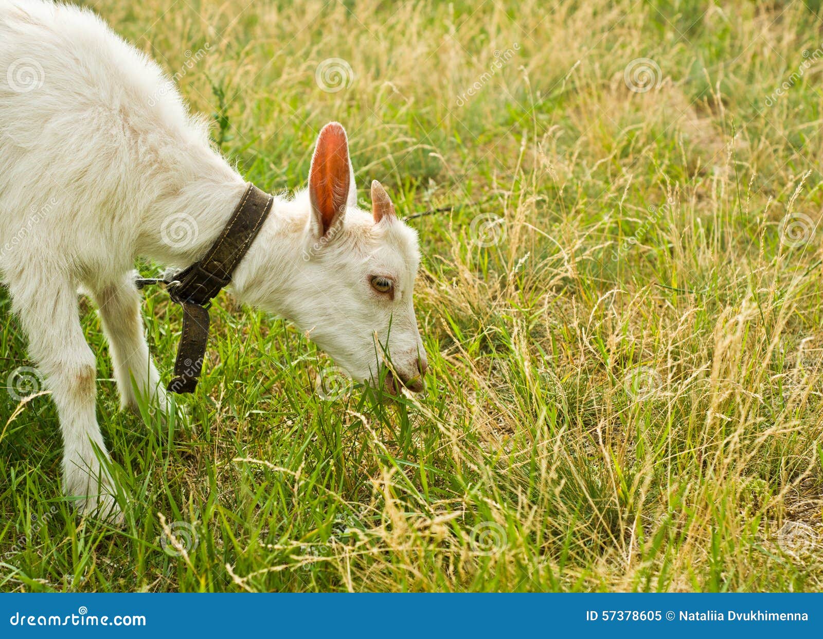 The goat eating grass stock image. Image of grass, close - 57378605