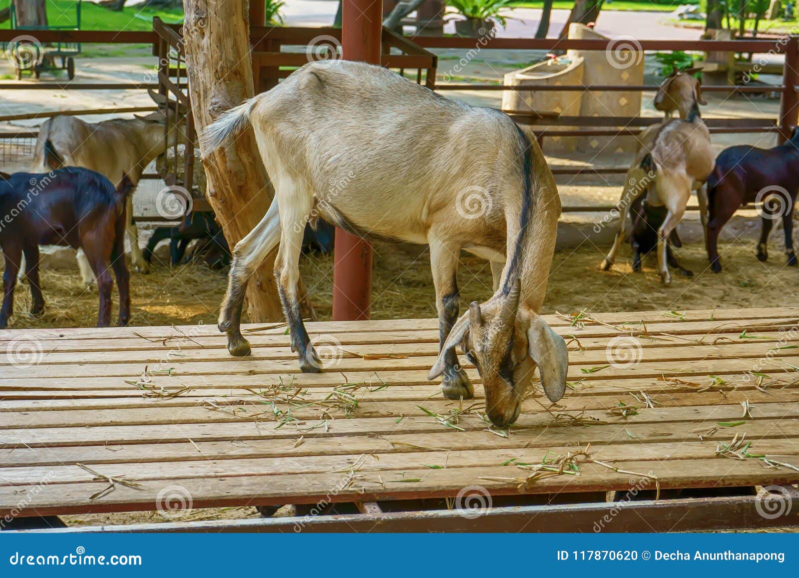 Goat on a wooden table stock photo. Image of goats, field - 117870620