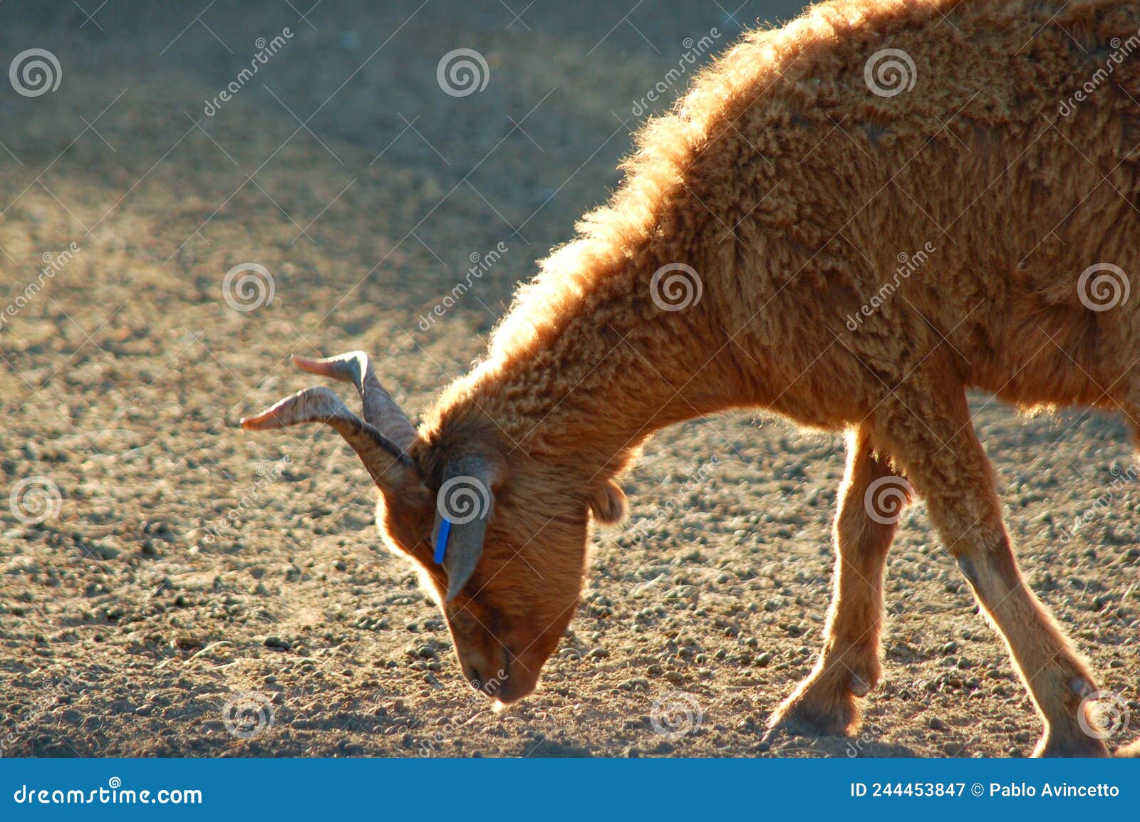 Goat Looking at the Ground Side View Half Body Stock Image - Image of ...