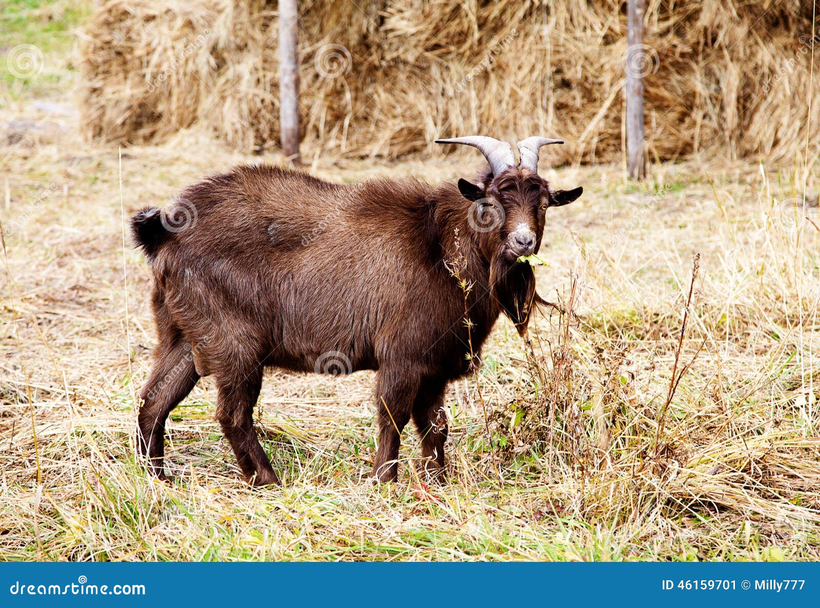 Goat eating hay in autumn stock image. Image of siberia - 46159701