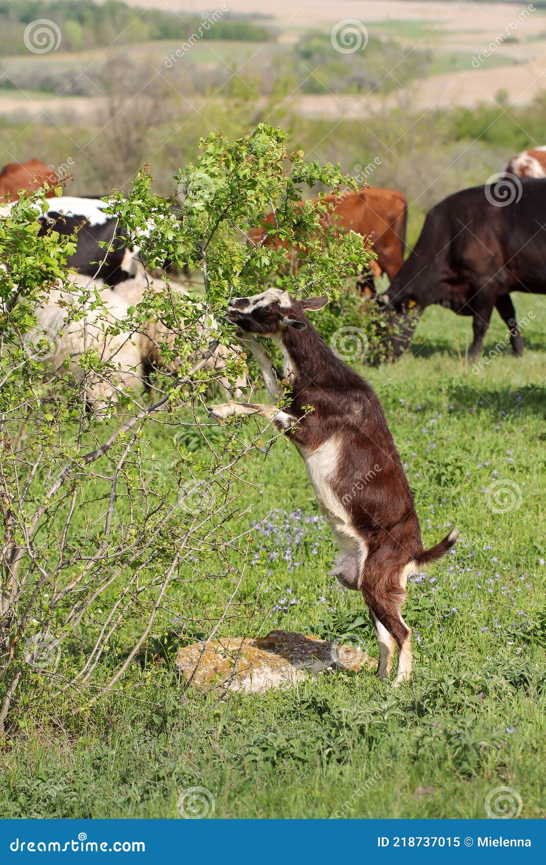 A Goat is Eating Leaves from a Bush. Stock Image - Image of agriculture ...