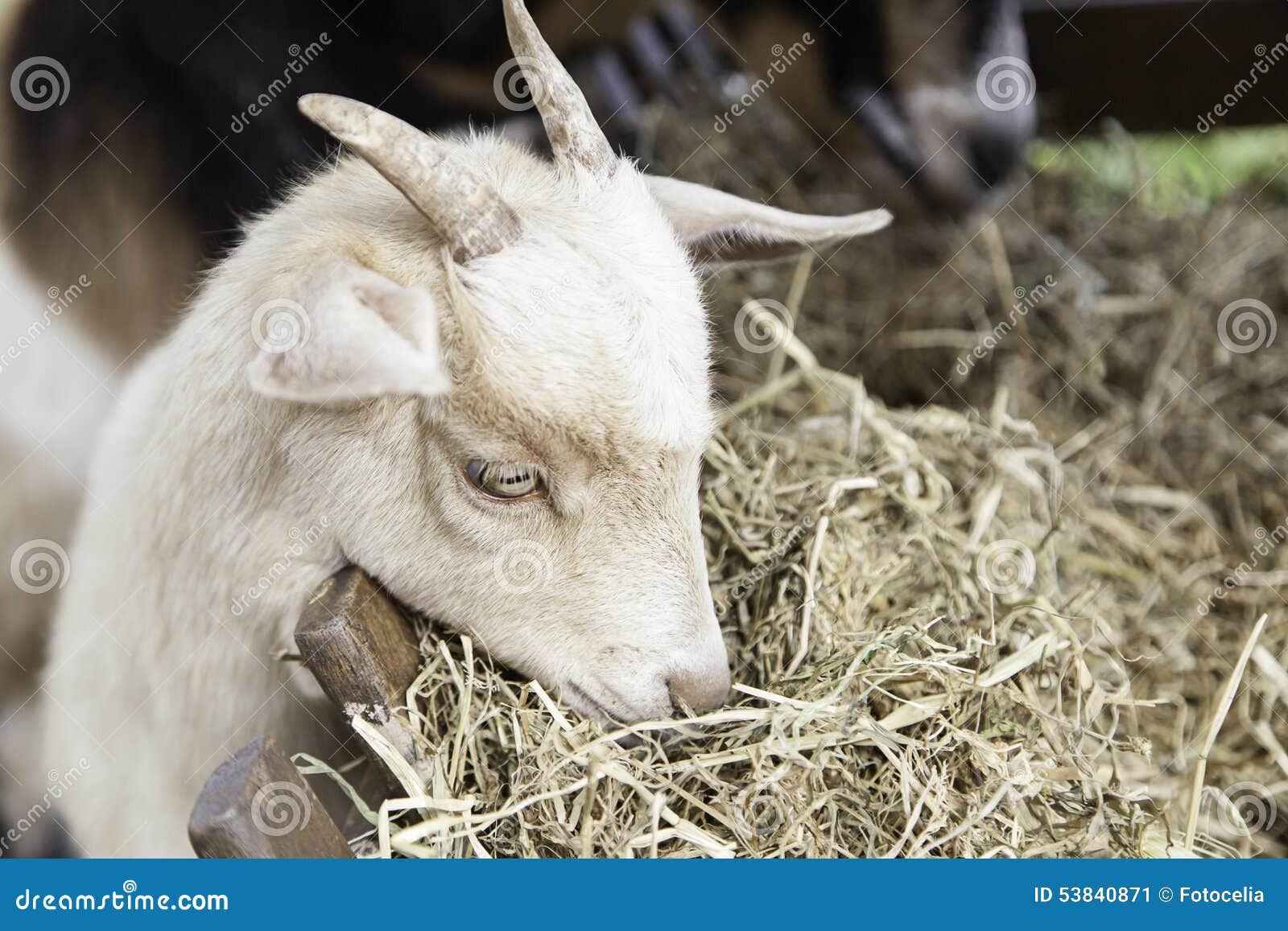 Goat eating stock image. Image of field, fence, barn - 53840871