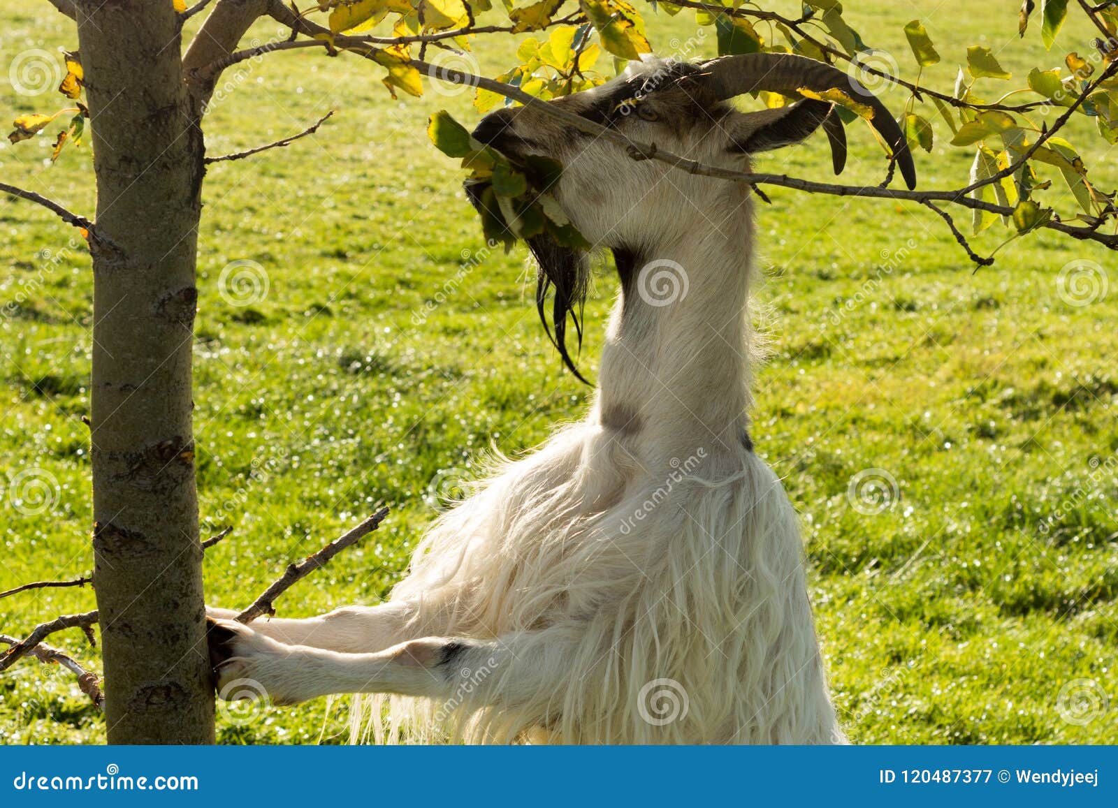 Goat Eating from Tree on Icelandic Farm Stock Image - Image of amazing ...