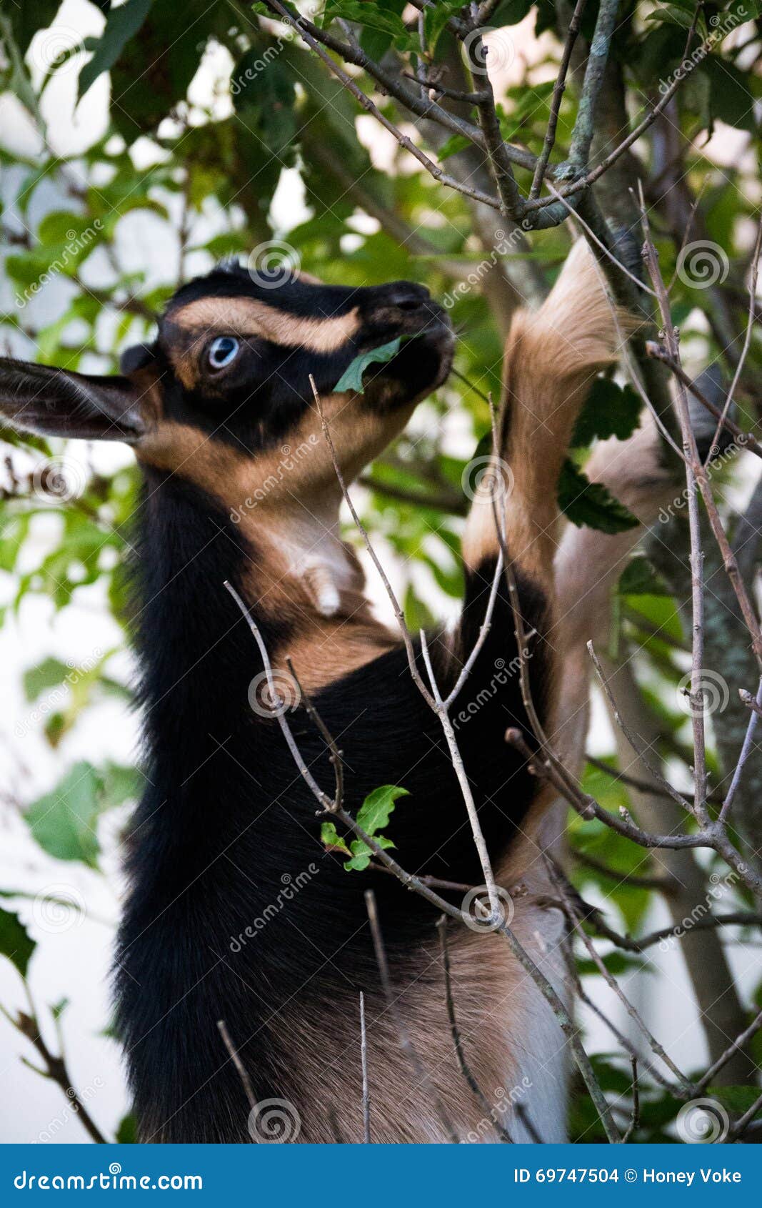 Goat eating tree stock photo. Image of tree, destroy - 69747504