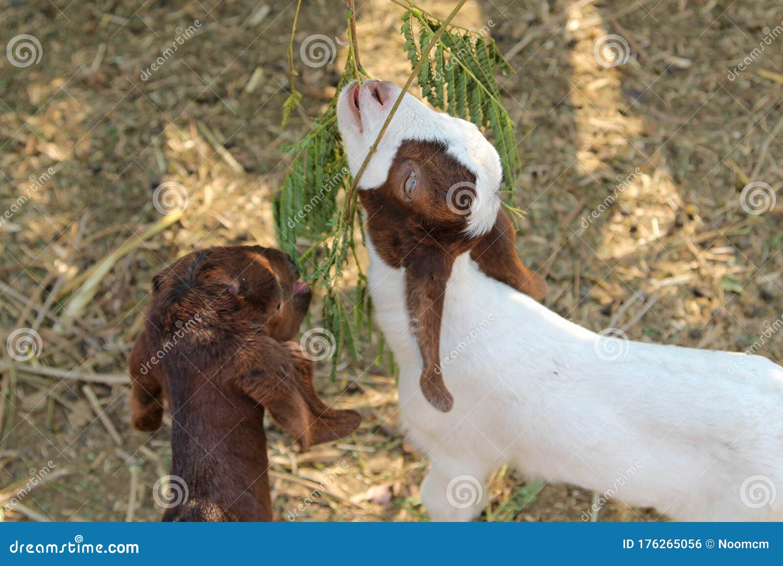 The goat is eating stock photo. Image of animal, farm - 176265056