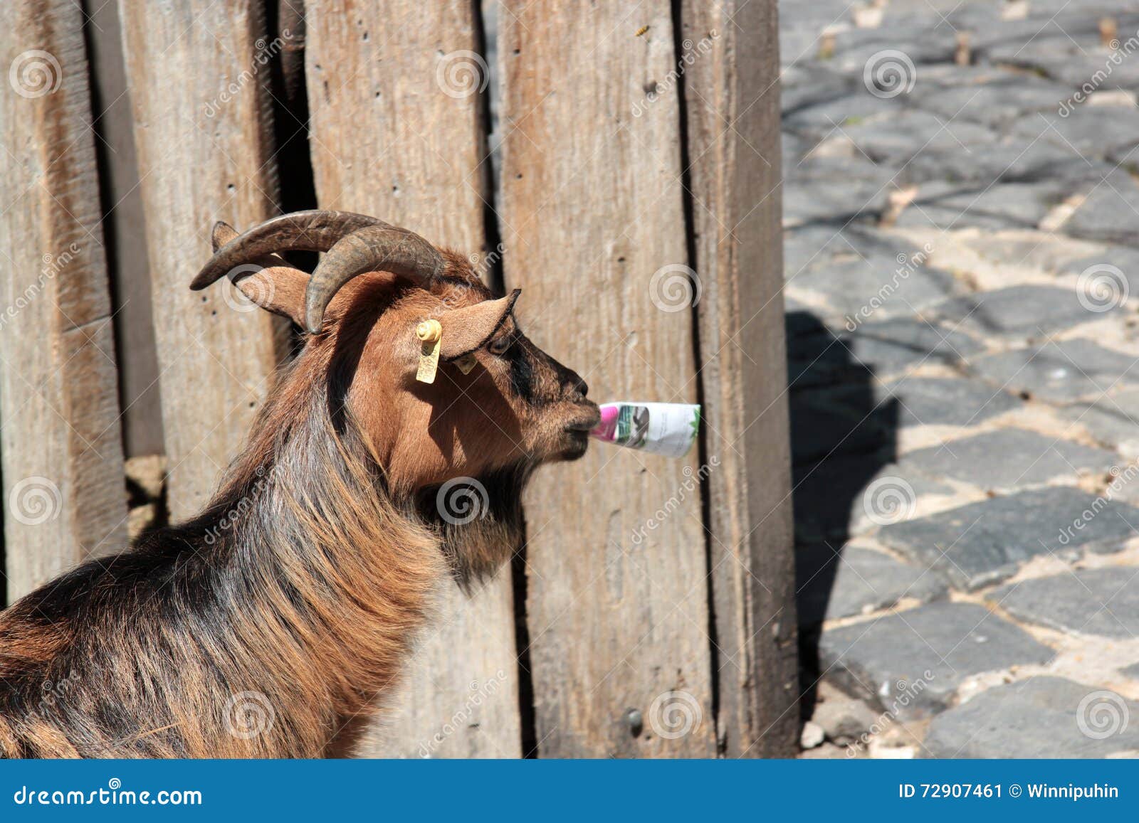 The goat eats a brochure stock image. Image of eats, facial - 72907461