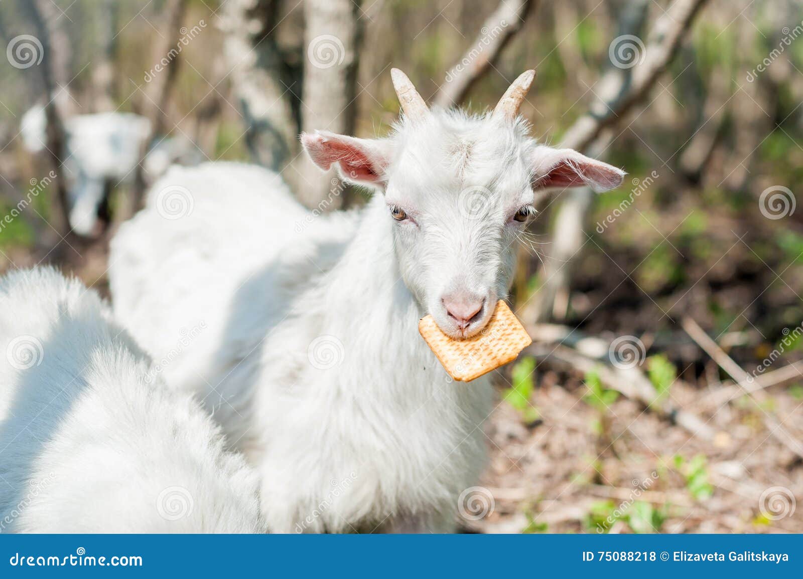 The goat eats a cracker stock photo. Image of livestock - 75088218