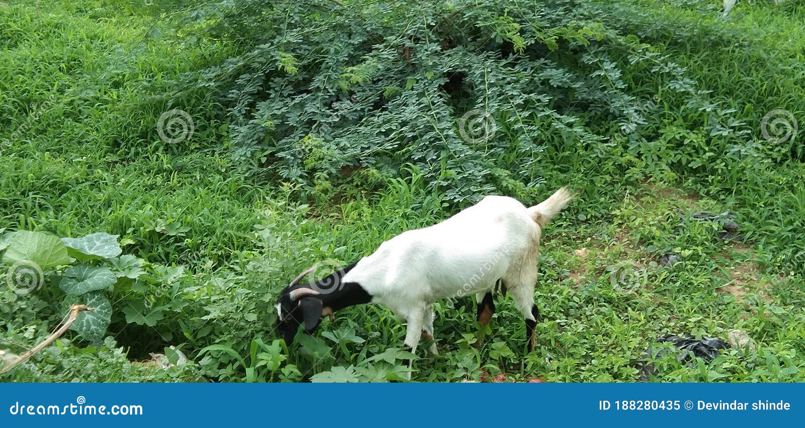The goat eats grass. stock image. Image of bovine, farm - 188280435