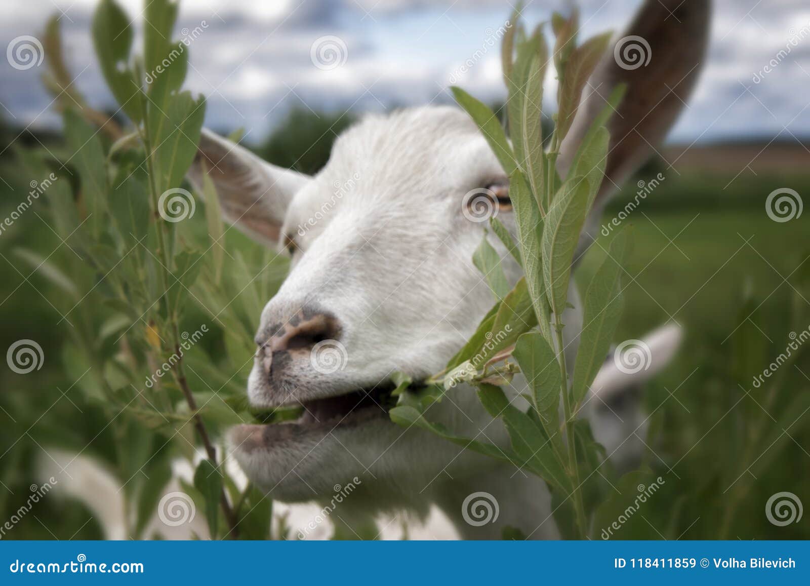 Goat Eats Grass on the Green Summer Meadow Stock Image - Image of happy ...