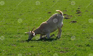 Kneeling goat stock image. Image of husbandry, ruminant - 115739135